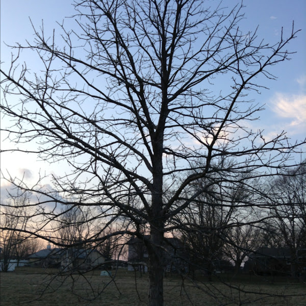 Oak Tree | Project Noah