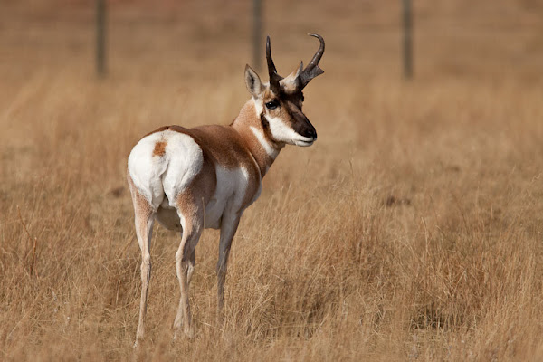 Pronghorn | Project Noah