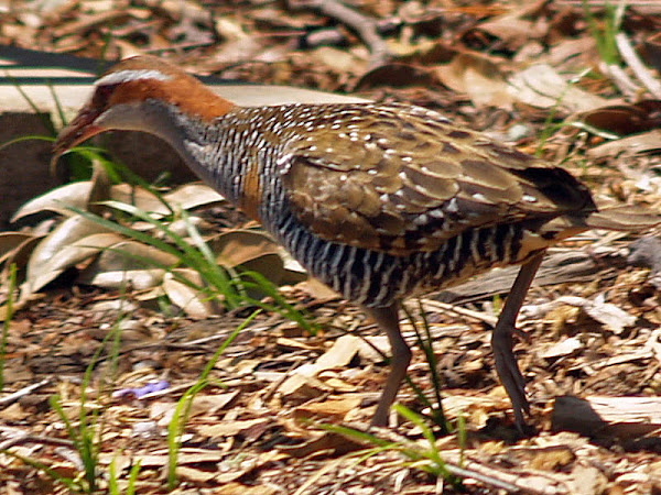 Buff-banded Rail | Project Noah