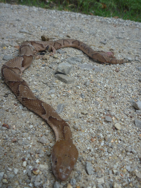 Copperhead | Project Noah