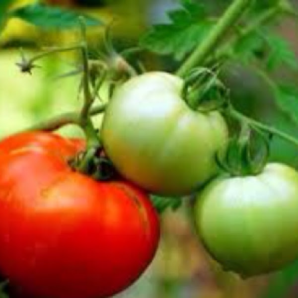 Tomatoes | Project Noah