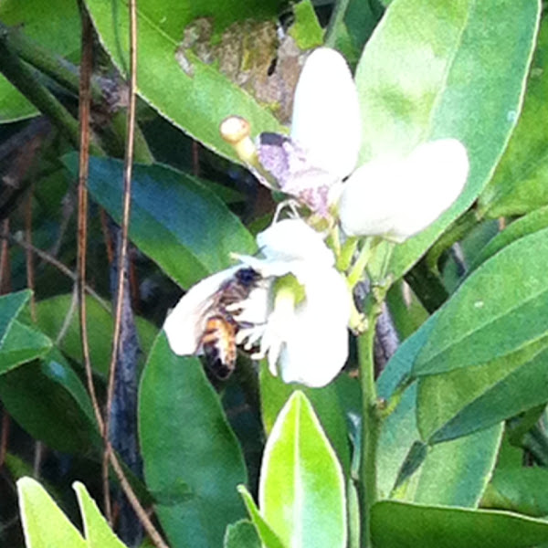 Honey bee | Project Noah