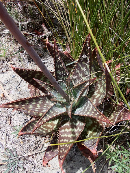 Zebra Aloe | Project Noah