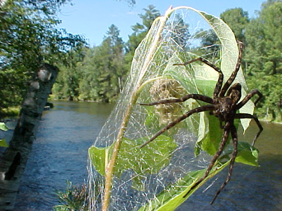 Dark Fishing Spider Project Noah
