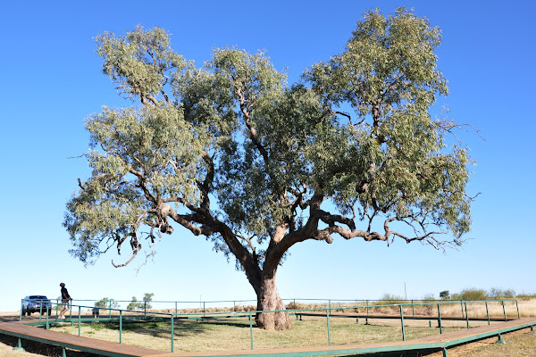 Coolibah Tree | Project Noah