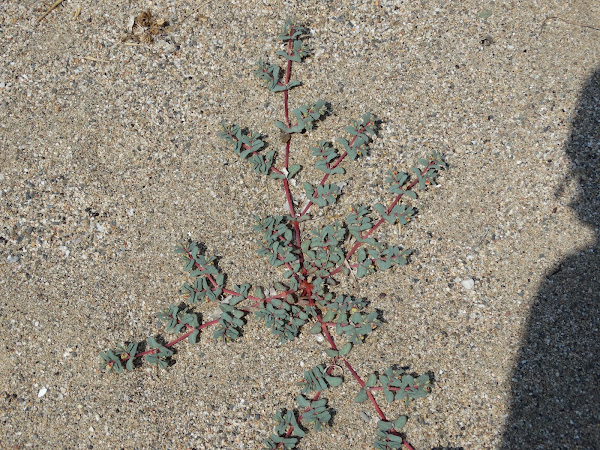 Purple Spurge | Project Noah