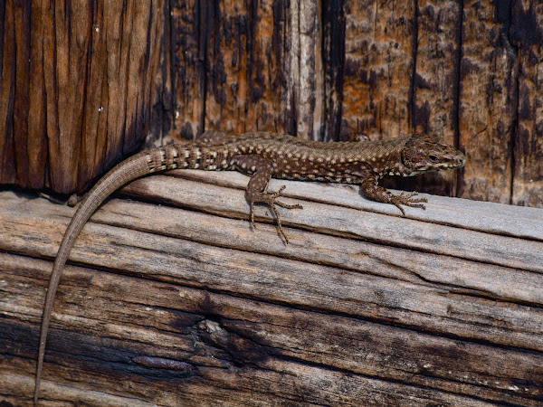 European wall lizard | Project Noah