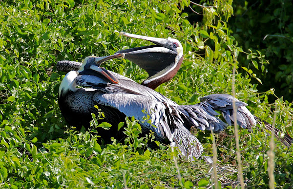 Brown Pelicans (mating) | Project Noah