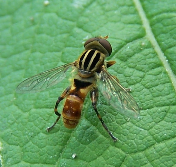 Syrphid Fly | Project Noah