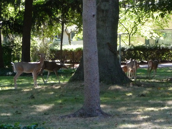 white-tailed deer | Project Noah