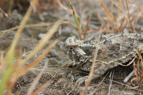 Texas Horned Lizard | Project Noah