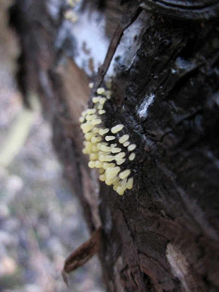 comatricha nigra | Project Noah
