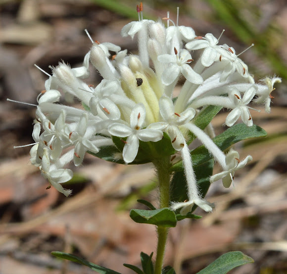 Common Rice Flower | Project Noah