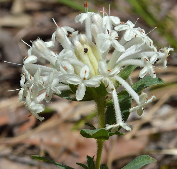 Common Rice Flower | Project Noah