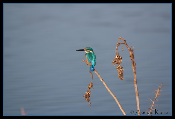 Small blue kingfisher | Project Noah