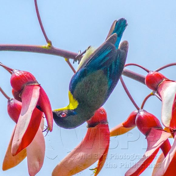 Metallic-winged Sunbird | Project Noah
