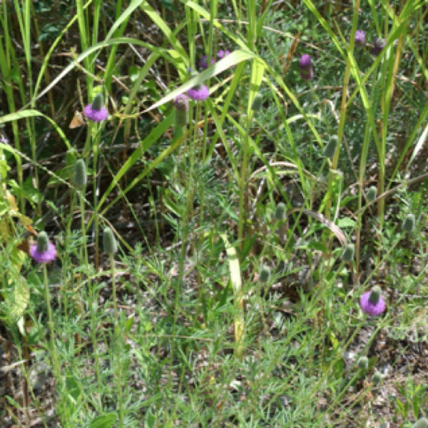 Purple Prairie Clover | Project Noah