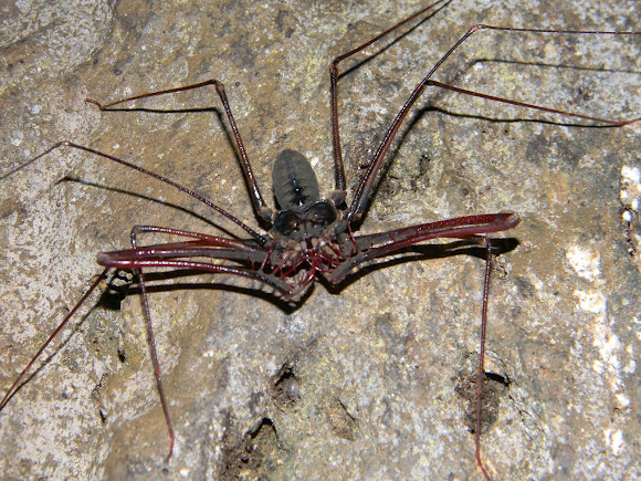 araña ciega de cueva - tailess whip scorpion | Project Noah