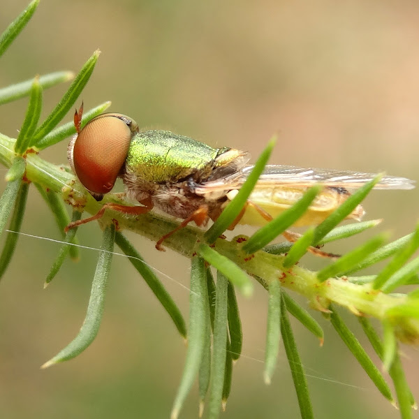 Green soldier fly | Project Noah