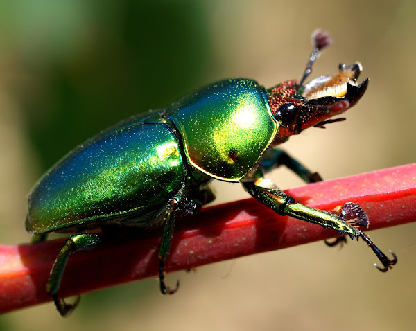 Golden Green Stag Beetle | Project Noah
