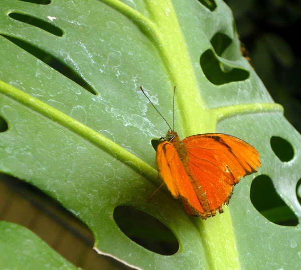 Mariposa | Project Noah