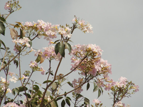जय मंगल Padri Tree | Project Noah