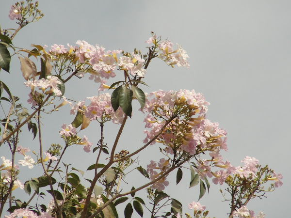 जय मंगल Padri Tree | Project Noah