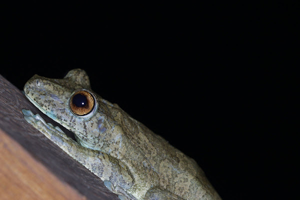 Giant Gladiator Frog | Project Noah