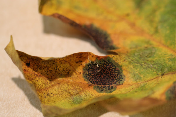 Tar Spot Fungus | Project Noah