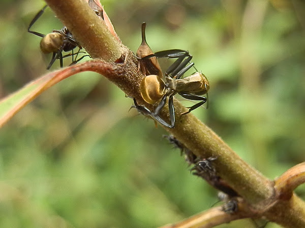 Membracids and ants | Project Noah