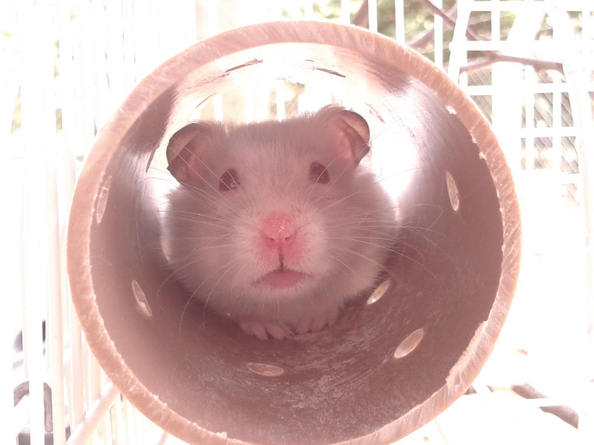 Cricetulus [Hamster] | Project Noah