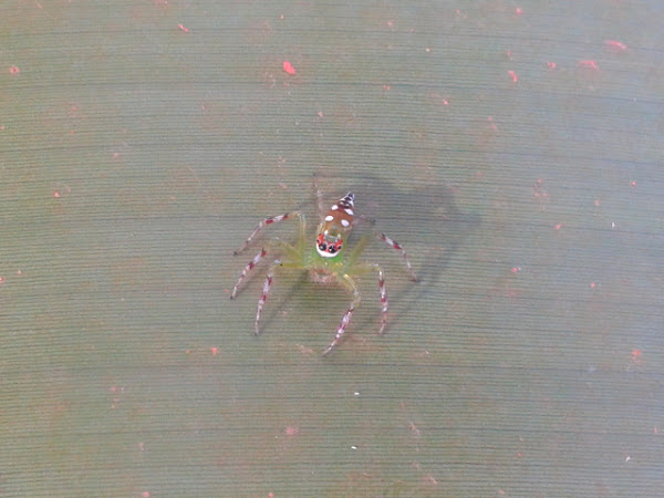 Jumping Spider | Project Noah