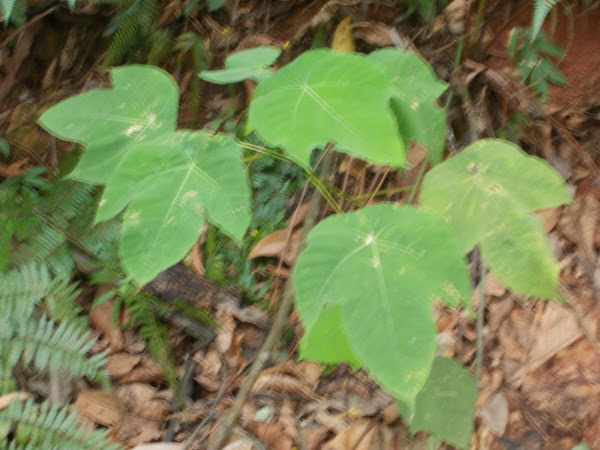 Giant Mahang | Project Noah