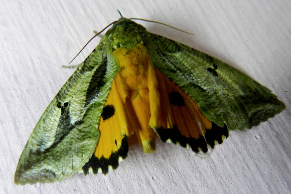 Fruit-piercing moth | Project Noah