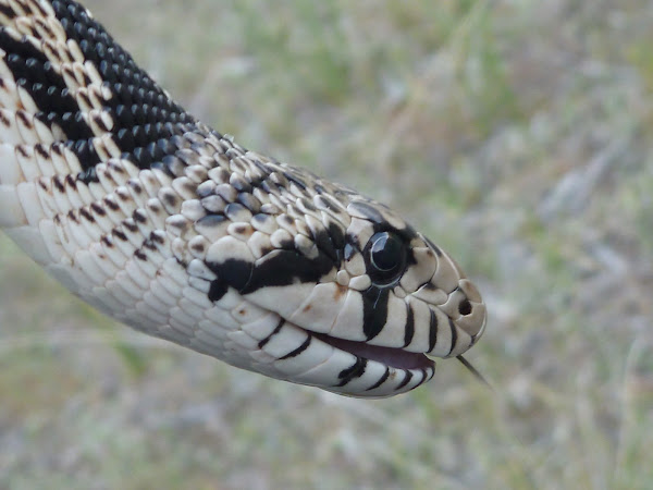 Gopher Snake | Project Noah