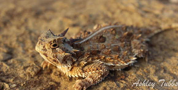 Texas Horned Lizard | Project Noah