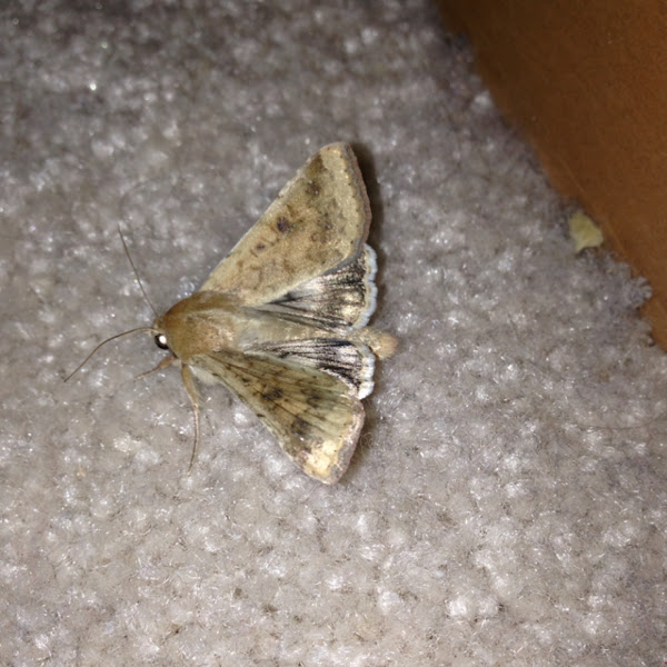 Corn Earworm Moth | Project Noah