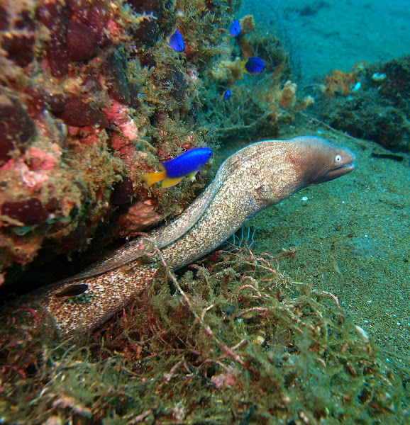 White-eyed Moray Eel | Project Noah