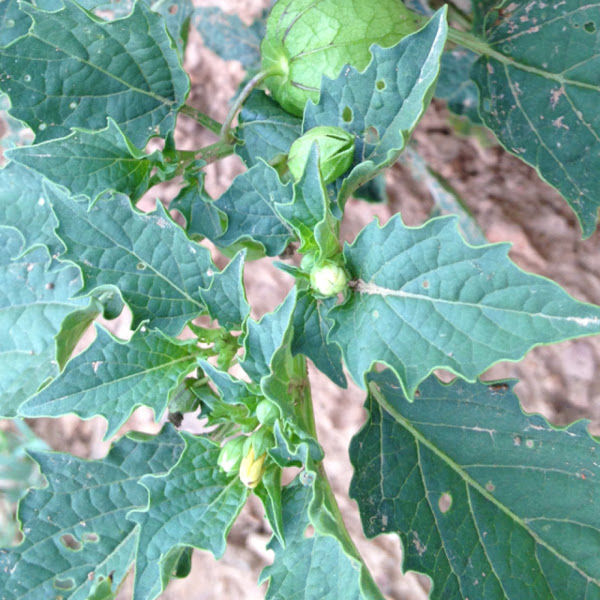 Smooth Ground Cherry | Project Noah