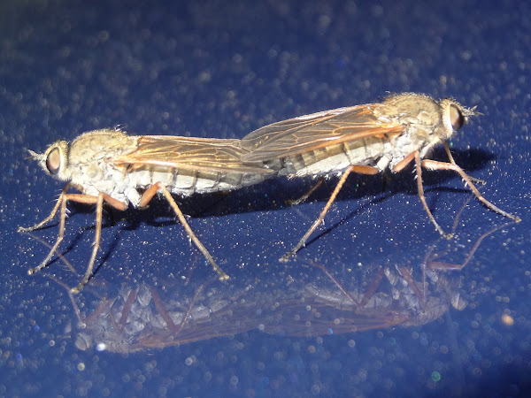 Therevidae? | Project Noah