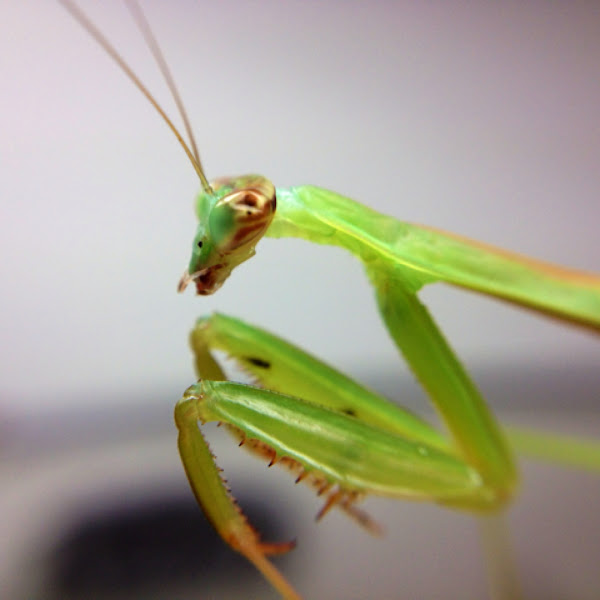 Chinese mantis | Project Noah
