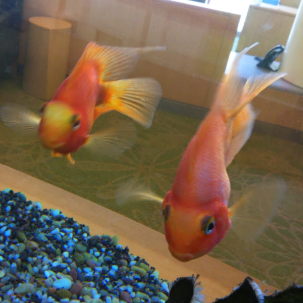 Parrot cichlid | Project Noah