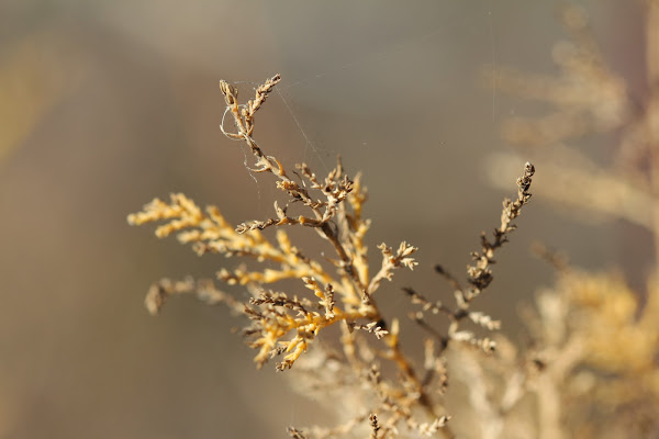 Tamarisk, Salt Cedar | Project Noah