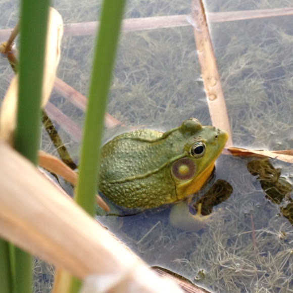 American Bullfrog | Project Noah
