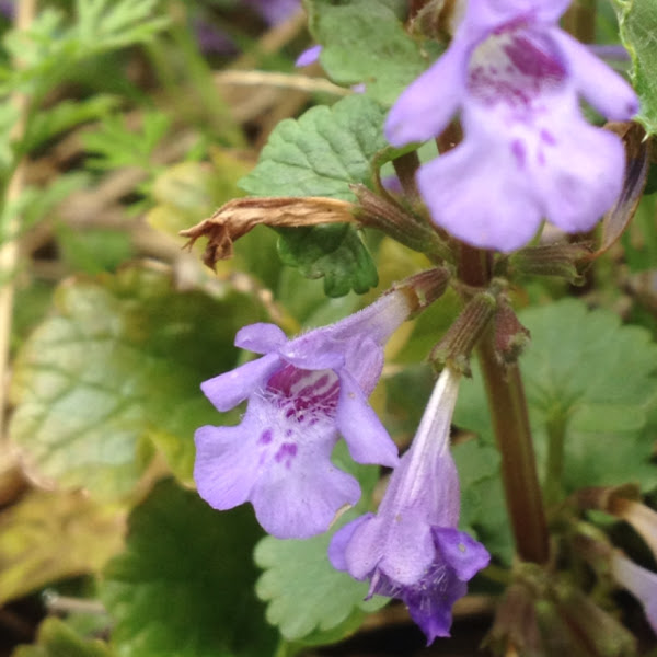 Gill Over The Ground, Ground Ivy | Project Noah