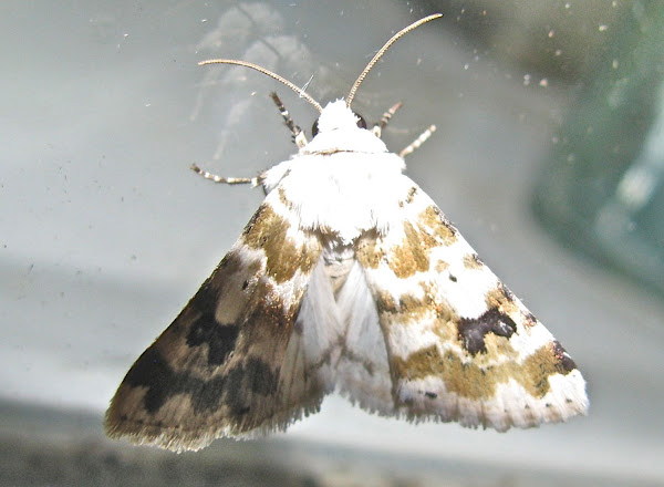 Goldenrod Flower Moth | Project Noah