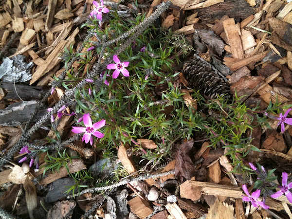 Trailing Phlox | Project Noah