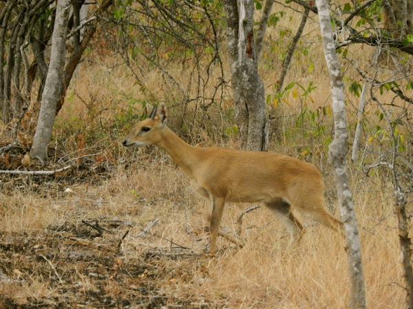 Four Horned Antelope | Project Noah