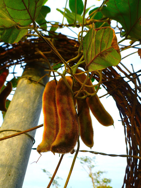 Urticating Bean Pods | Project Noah
