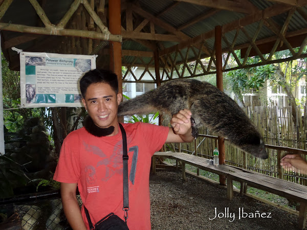 Palawan Bear Cat (Binturong) | Project Noah
